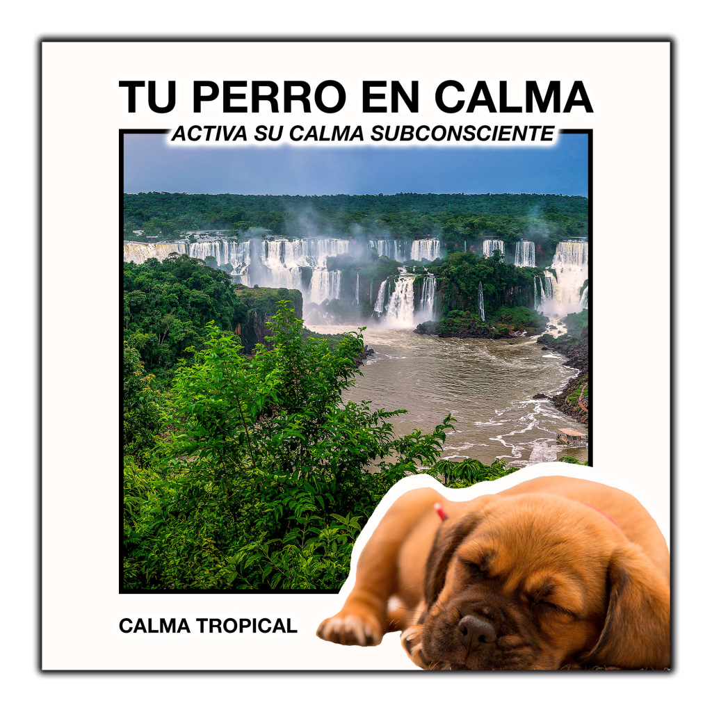 Tu perro en calma | El Perro Feliz